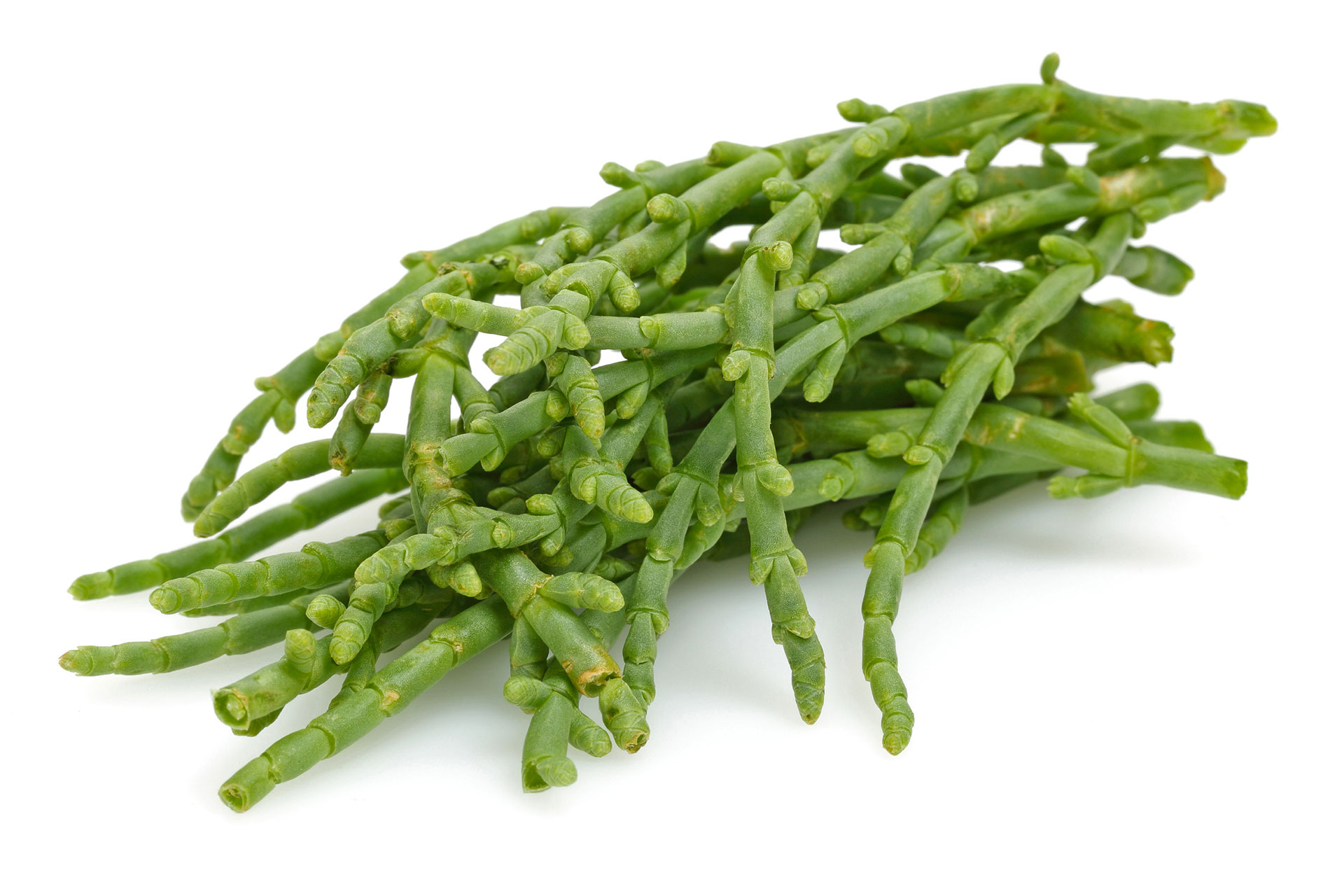 Salicorne (Salicornia sp.) - GlobeXplore